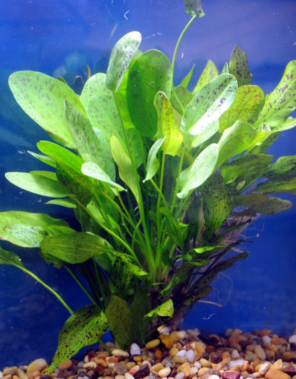 Ozelot Sword-Green (Echinodorus sp. Ozelot) – Rice Family Aquatics
