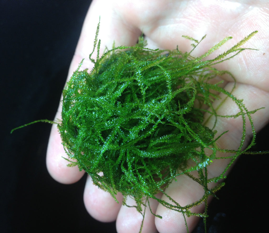 Java Moss – Rice Family Aquatics