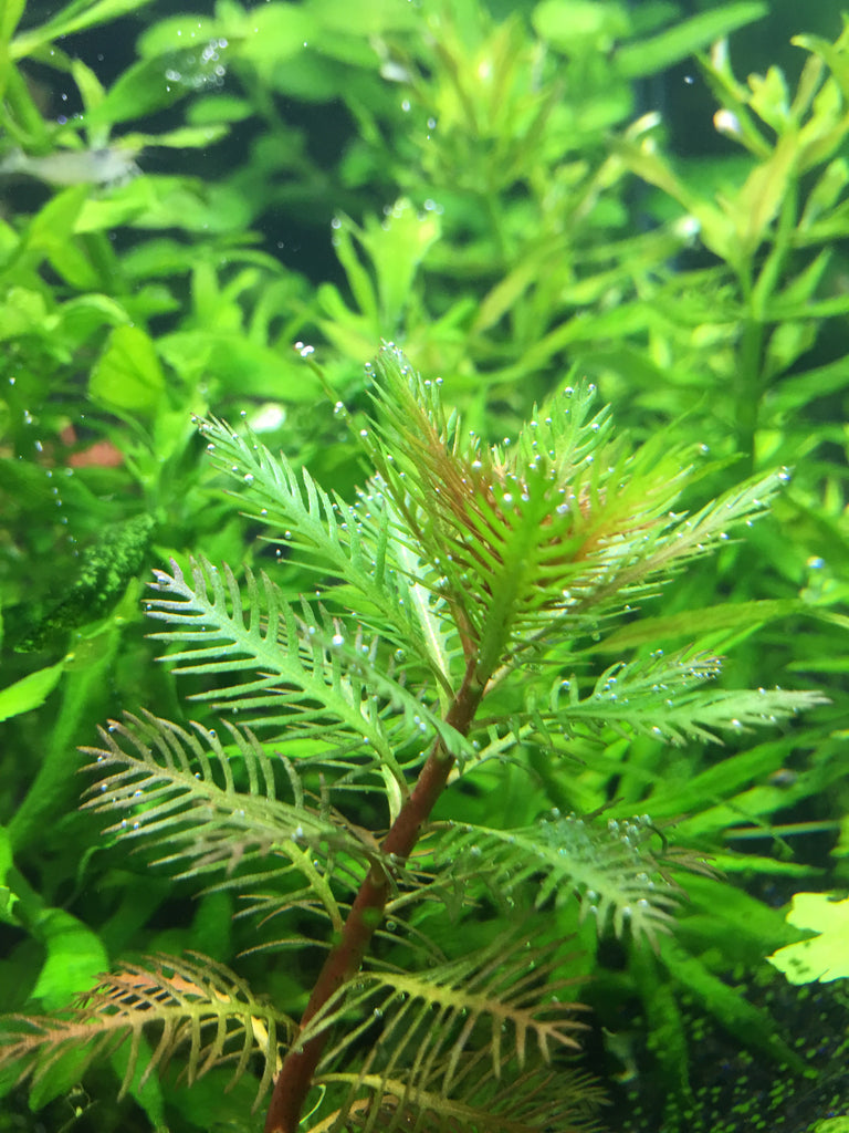 Mermaid Weed (Proserpinaca palustris 'Cuba') – Rice Family Aquatics