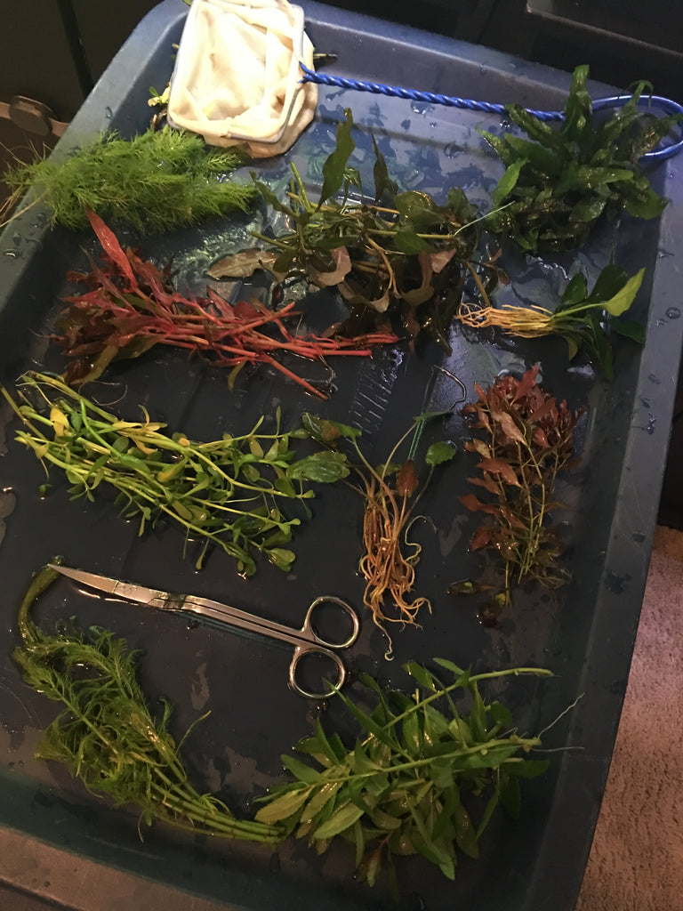 Low-Tech Plant Packages – Rice Family Aquatics