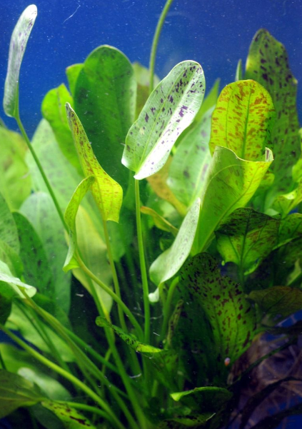 Ozelot Sword-Green (Echinodorus sp. Ozelot) – Rice Family Aquatics