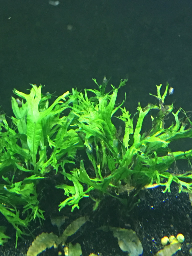 Java Fern Windelov – Rice Family Aquatics