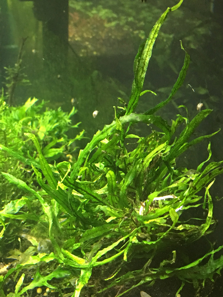 Java Fern Needle Leaf – Rice Family Aquatics